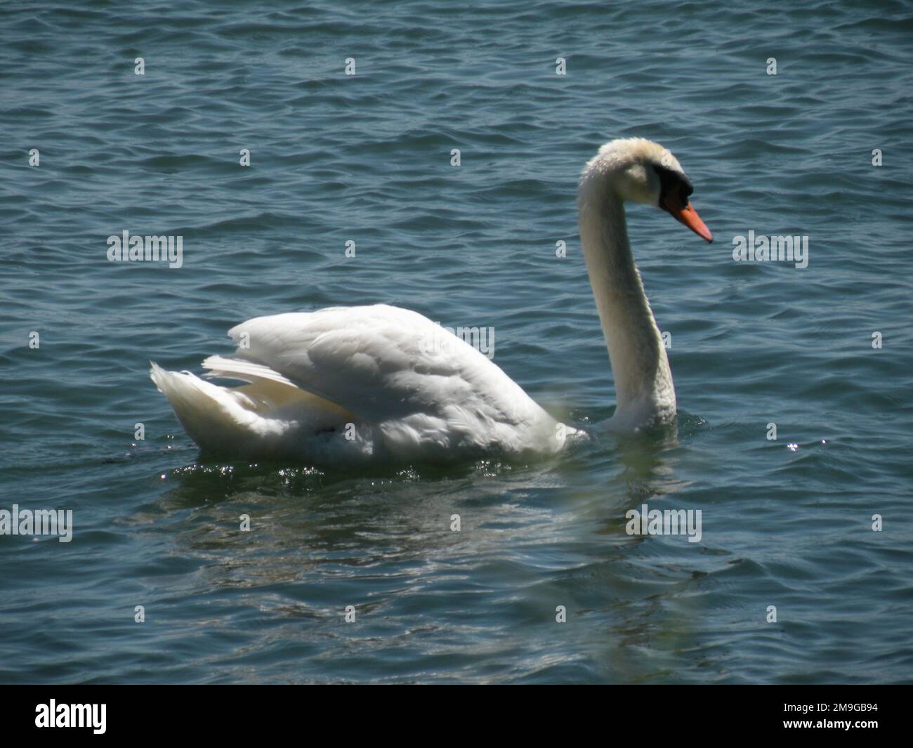 Best birds planet hi-res stock photography and images - Alamy