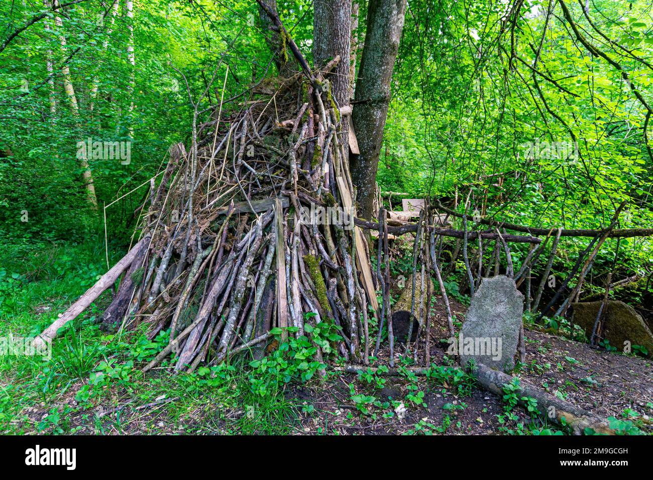 A stockpile of thin wood sticks and branches near the tree in a green ...