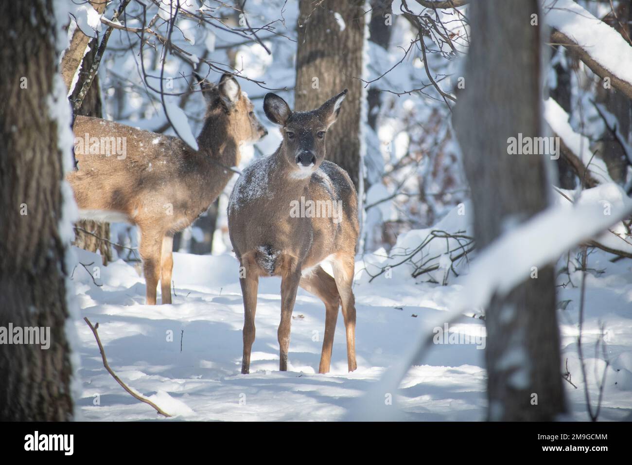 Graceful deer standing hi-res stock photography and images - Alamy