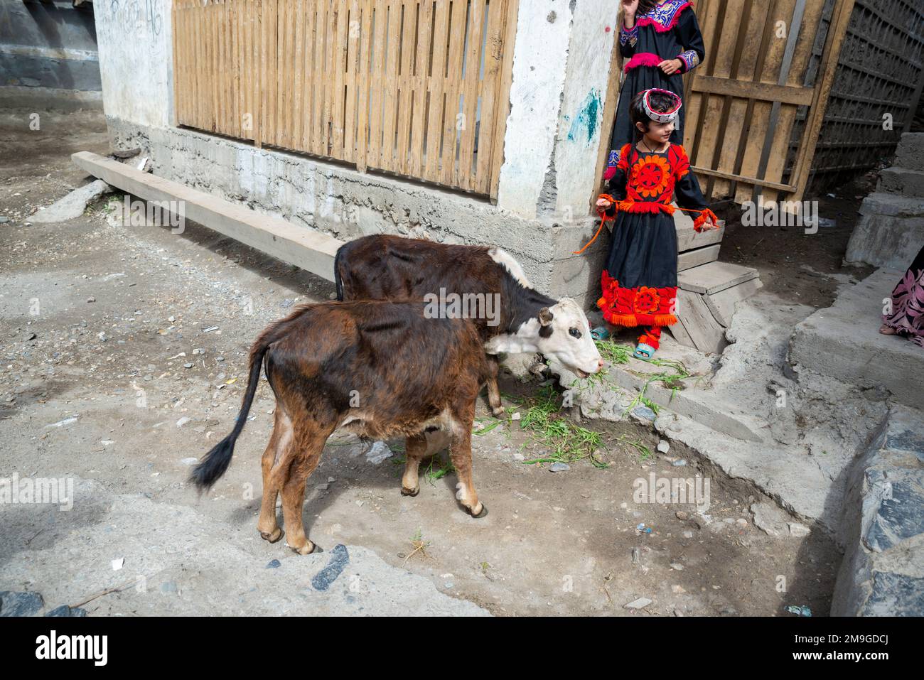 Veals on the streets of Kalash village, Bumburet Valley, Pakistan Stock ...