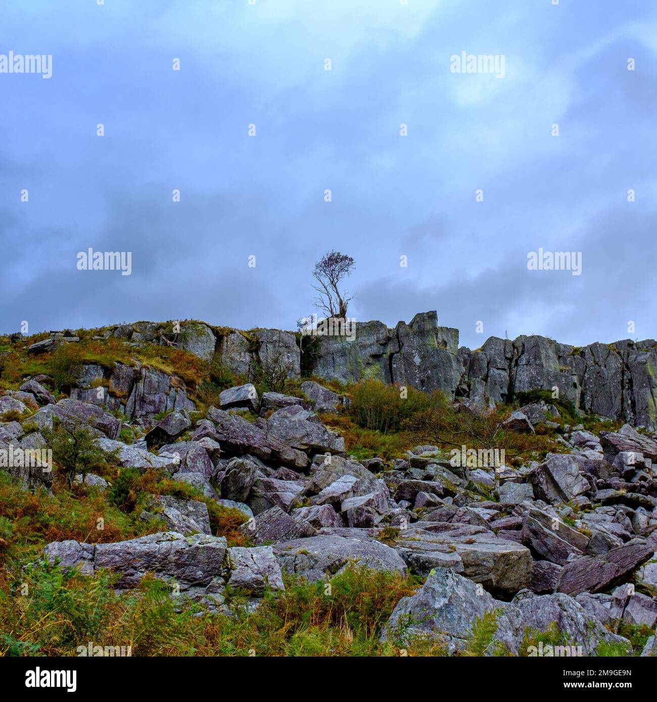 A lone tree growing out of a rocky outcrop in Snowdonia National Park ...