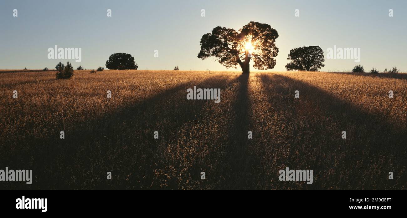 Landscape with alligator junipers (Juniperus deppeana) and grama grass ...
