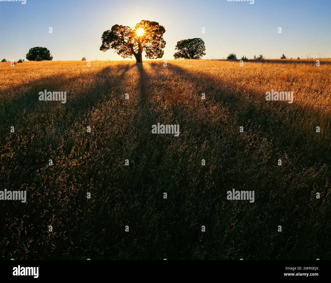 Landscape with alligator junipers (Juniperus deppeana) and grama grass ...