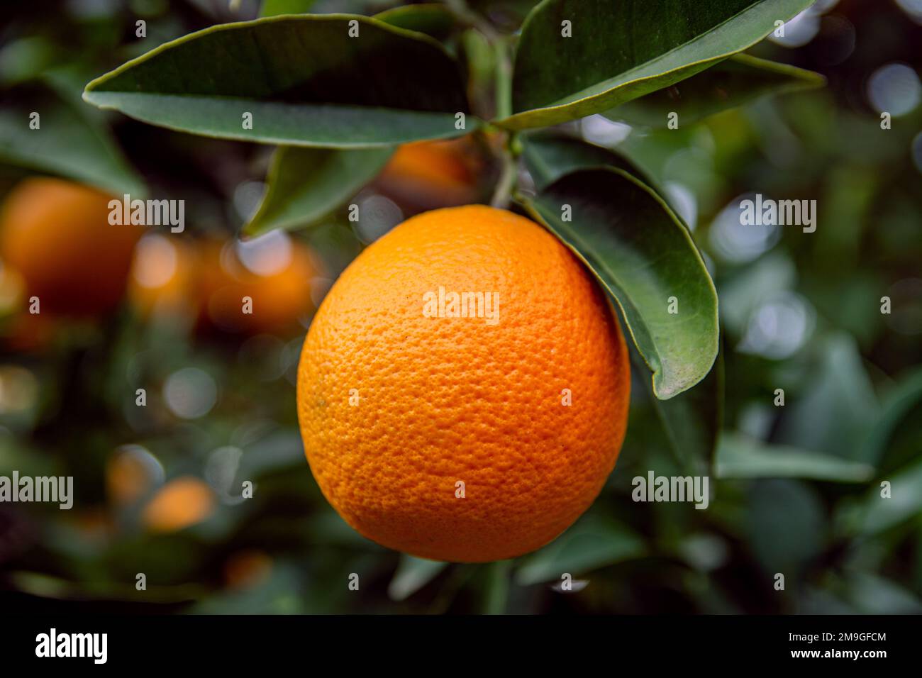 Orange garden and ripe orange hanging on the branch. Beautiful orange ...