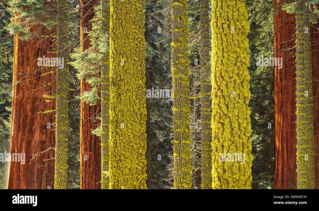 White firs (Abies concolor) covered with moss and giant sequoias ...