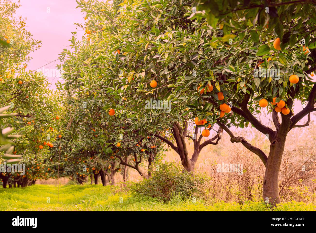 Orange garden and ripe oranges on tree branches. Beautiful orange trees ...