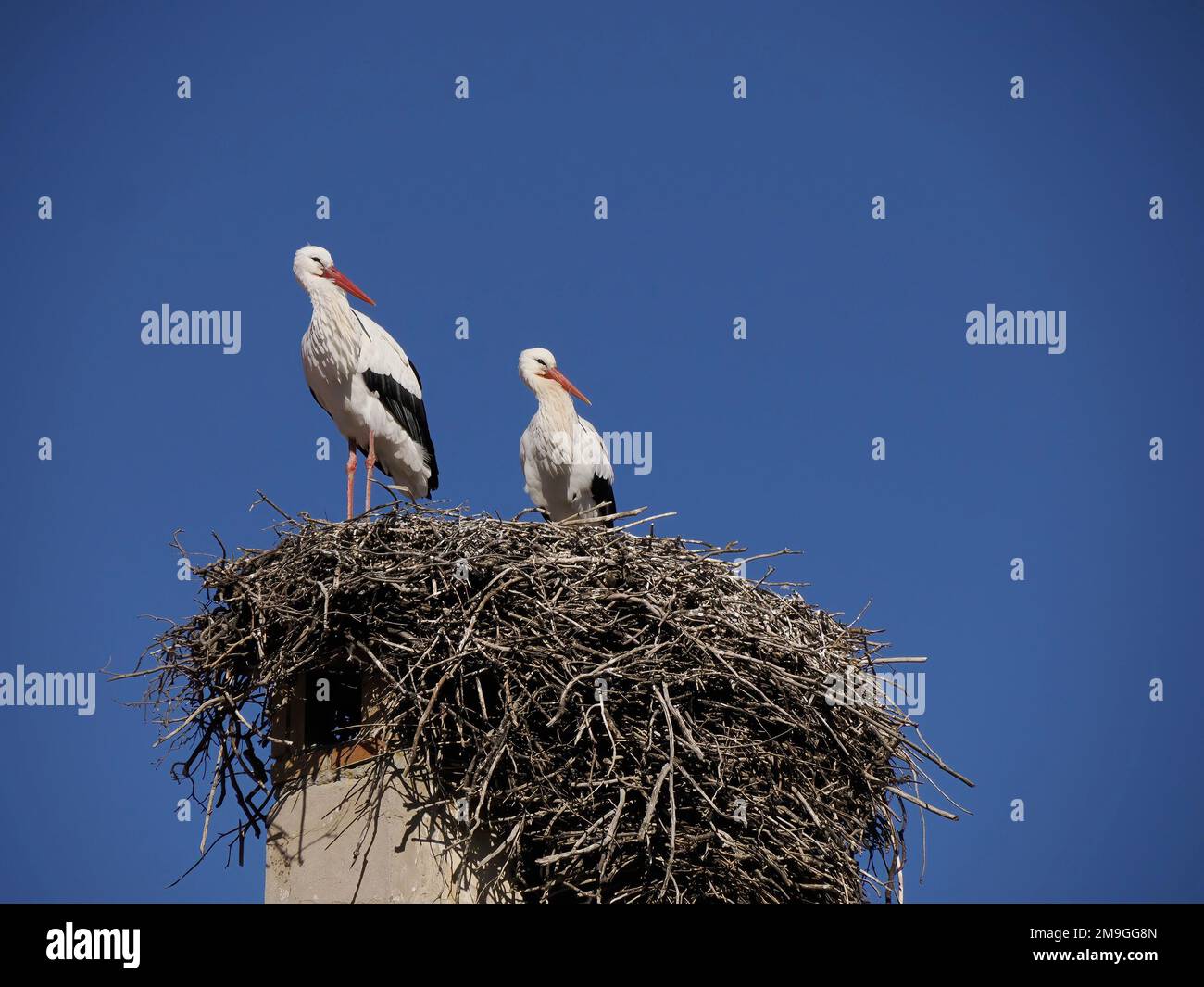 wild Storks in Ifrane, swiss style village Morocco Stock Photo - Alamy