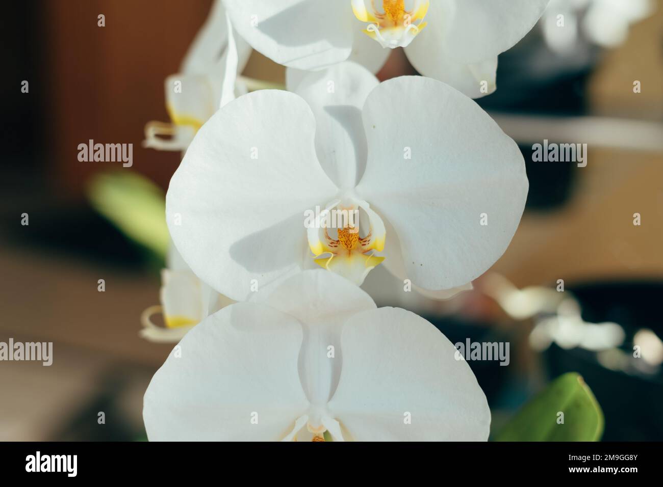 Indonesian Anggrek bulan or white orchid flowers (Phalaenopsis amabilis ...