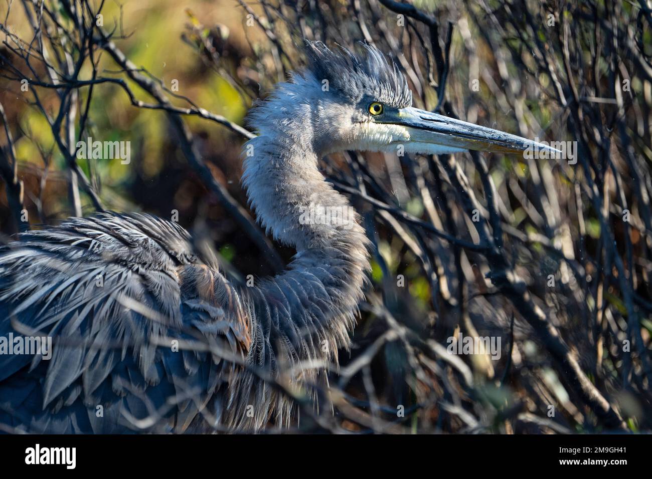Great Blue Heron drying its wet feathers Stock Photo - Alamy