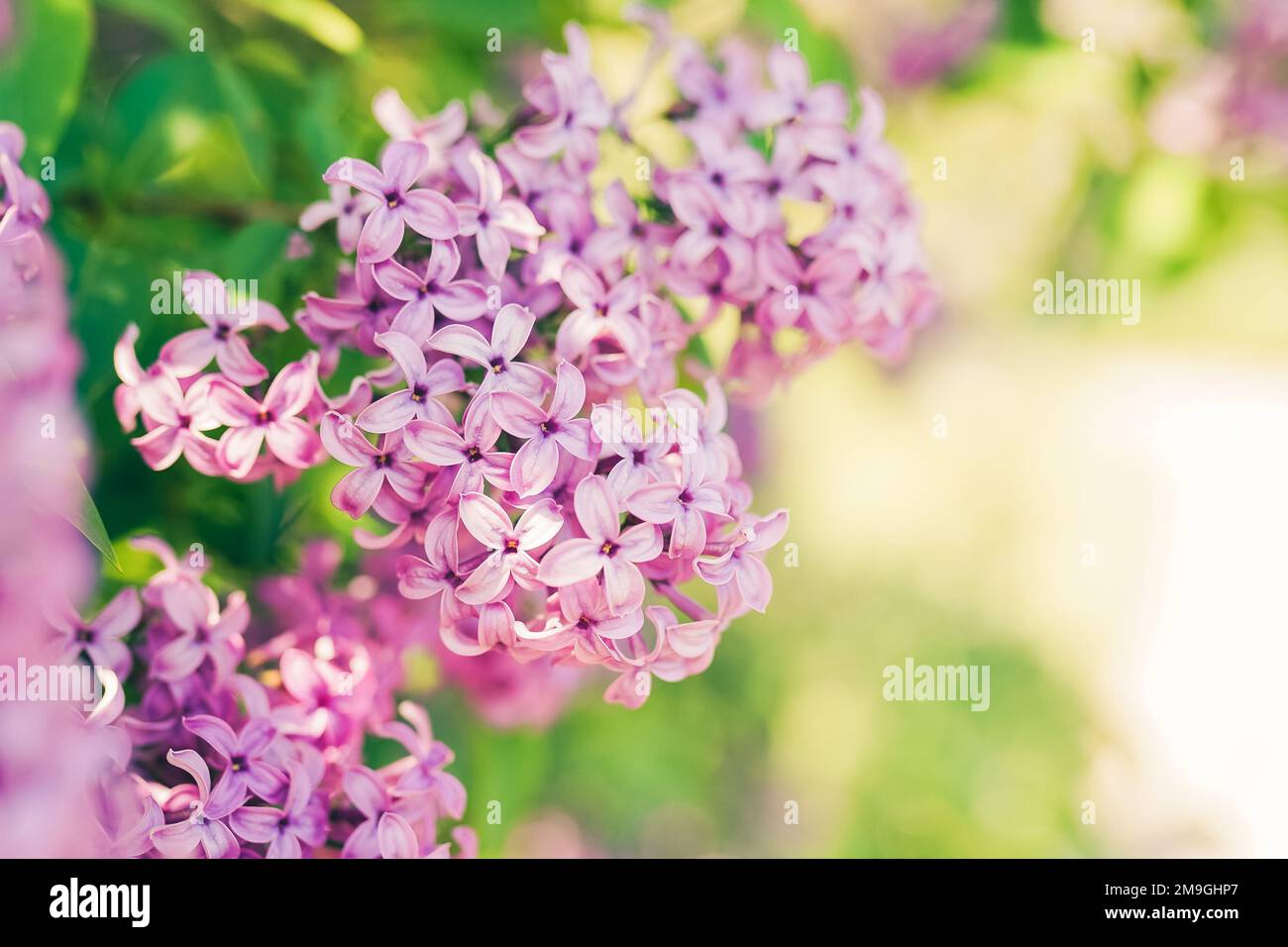 Purple lilac flowers blossom in garden Stock Photo - Alamy