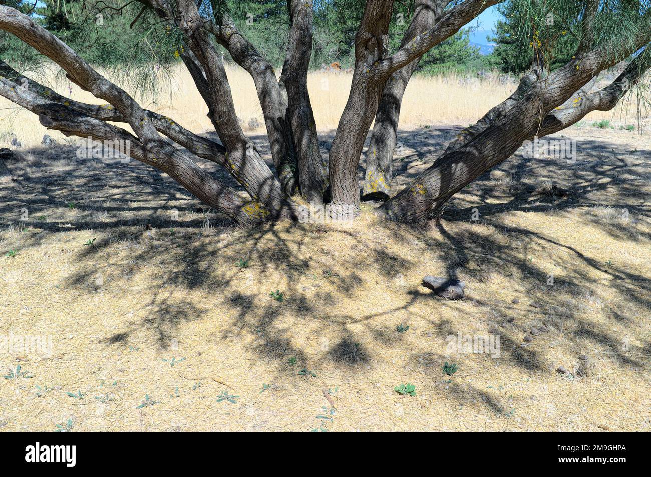 trunks of Mount Etna Broom trees in Sicily, Etna National Park,, Italy ...