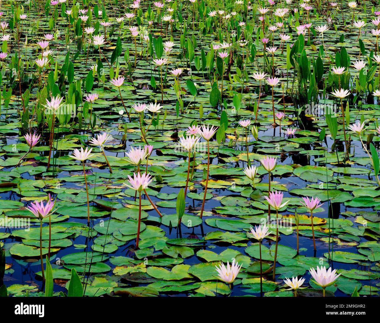 Lotus water lily in hi-res stock photography and images - Alamy