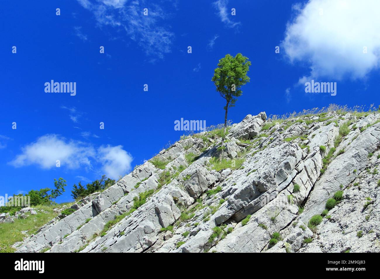The tree growth on the layered rocks, blue sky with clouds in ...
