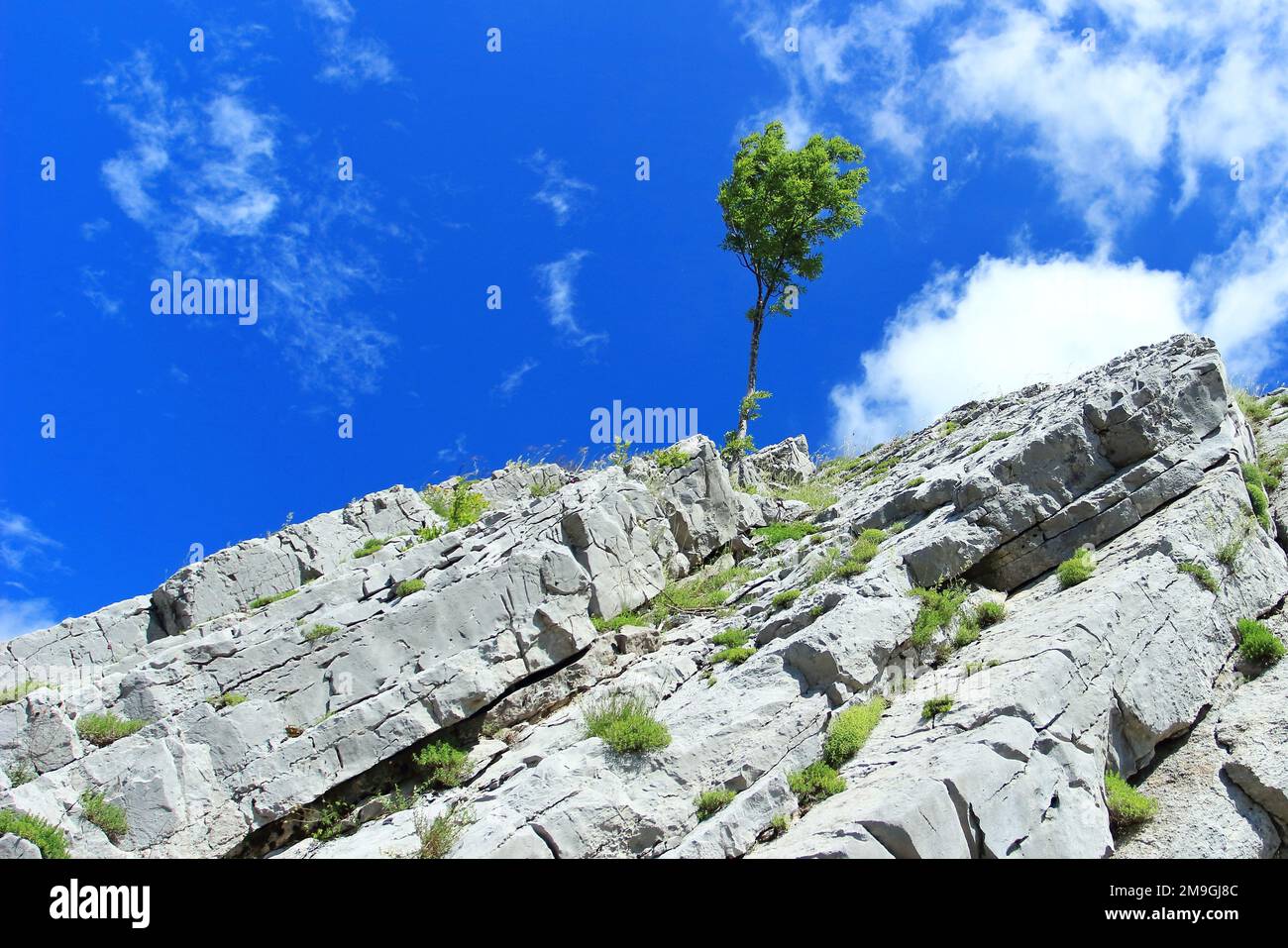 The tree growth on the layered rocks, blue sky with clouds in ...