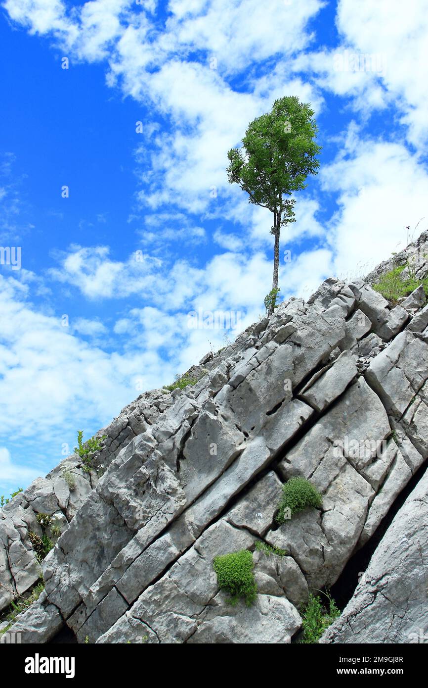 The tree growth on the layered rocks, blue sky with clouds in ...