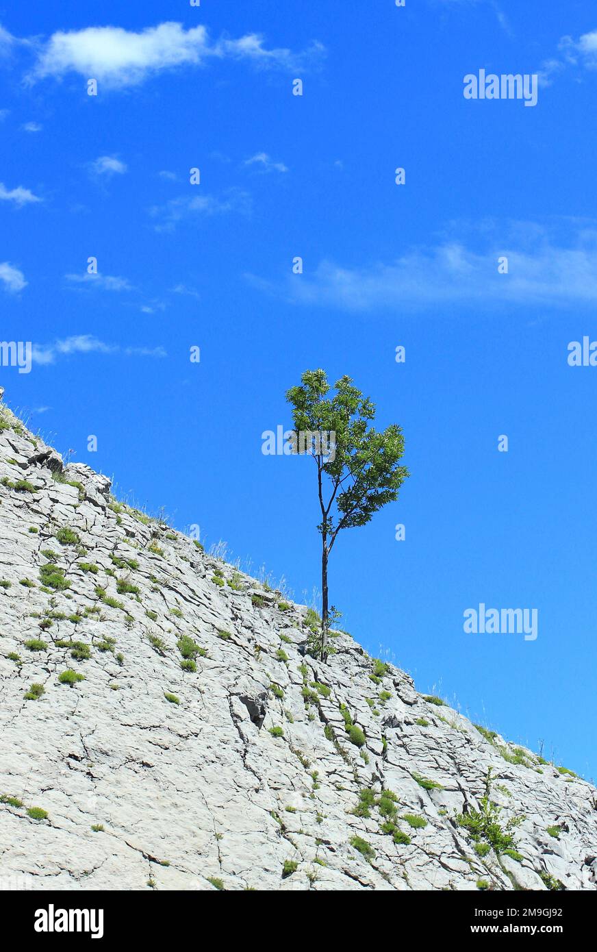 The tree growth on the layered rocks, blue sky with clouds in ...