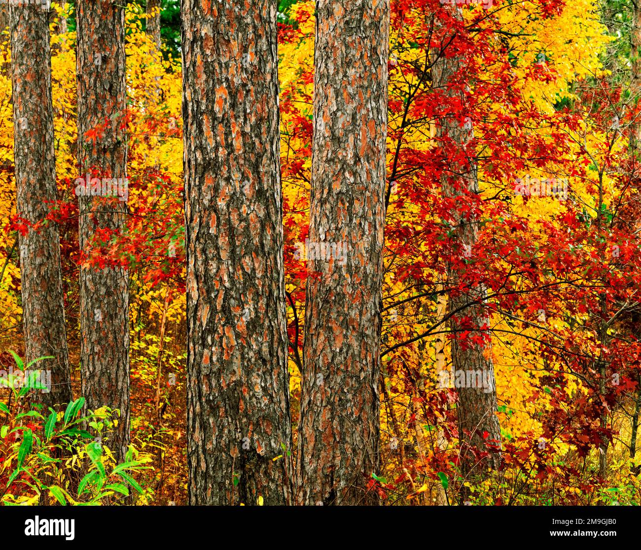 Forest in autumn with red oak (Quercus rubra) and white pines (Pinus ...
