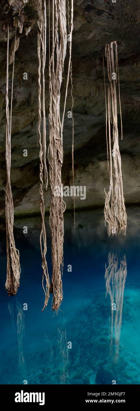 Landscape with tree roots in cave, Cenote Noh-Moson, Yucatan, Mexico ...