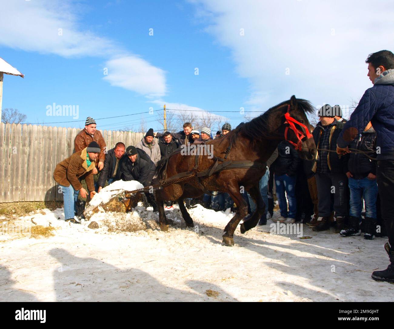 "Horses' baptism" is a tradition in some villages in Romania involving ...