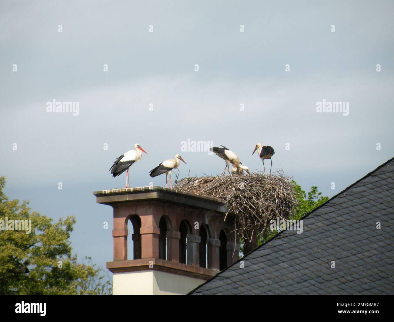 Storks, Parc de l'Orangerie, Strasbourg, Alsace, France, Europe Stock ...