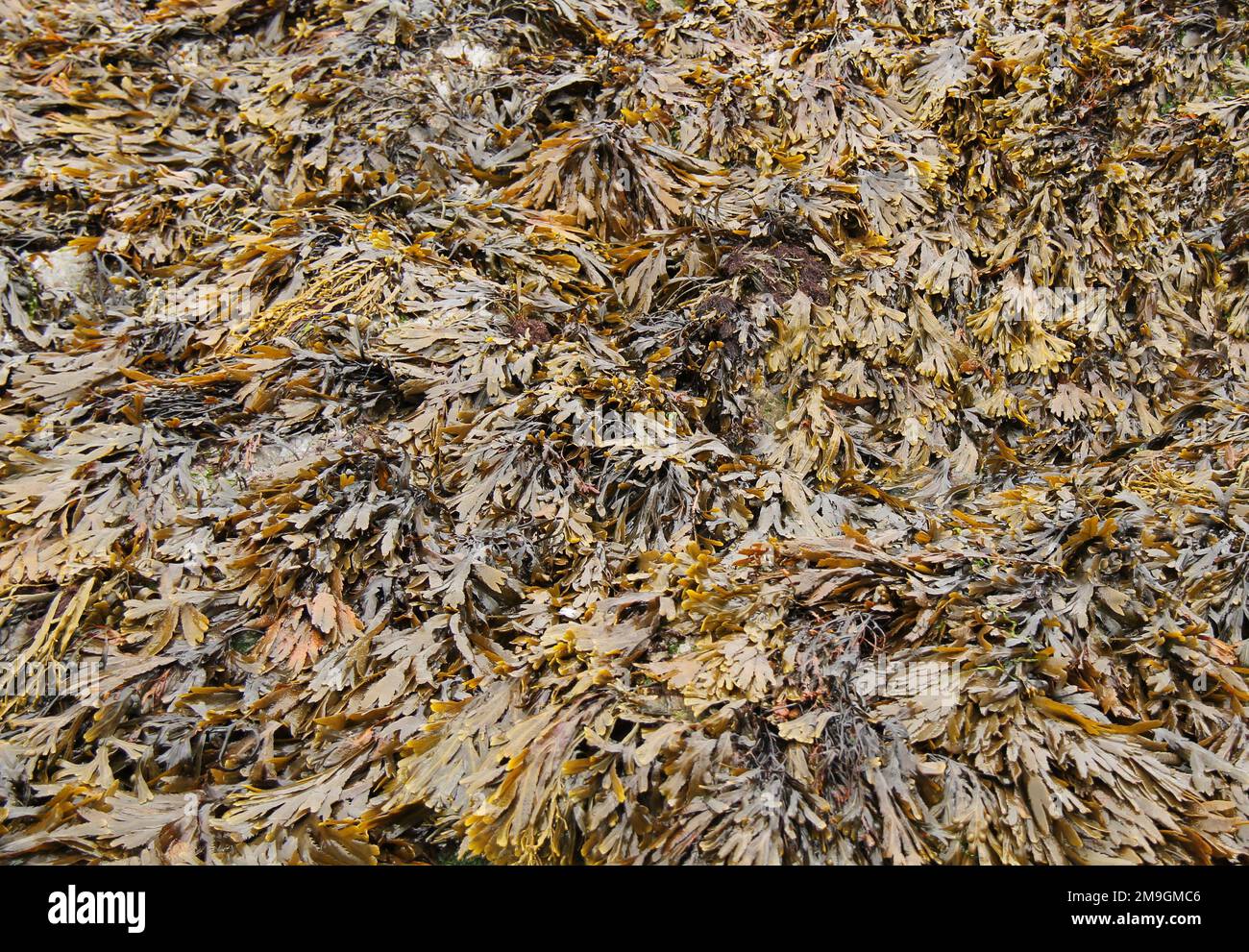A Background Image of a Bed of Seaweed Stock Photo - Alamy