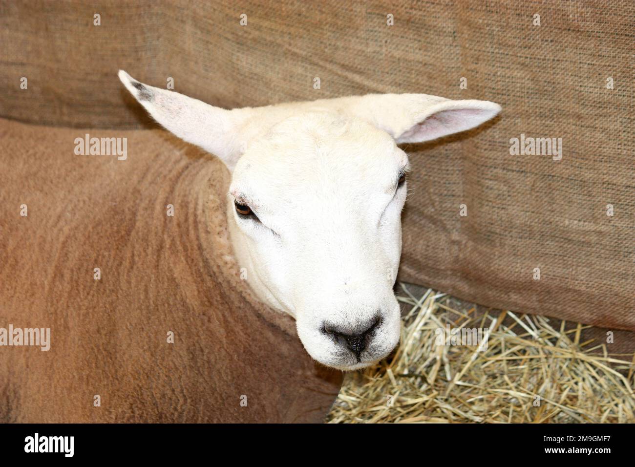The Head and Shoulders of a Well Groomed Sheep Stock Photo - Alamy