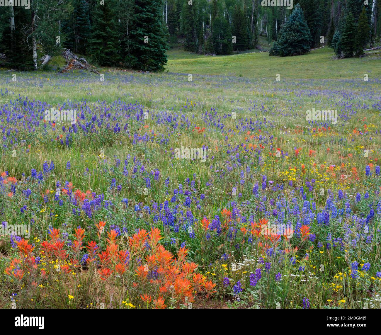 Meadow with blue lupine and red Indian paintbrush flowers, Grand Canyon ...