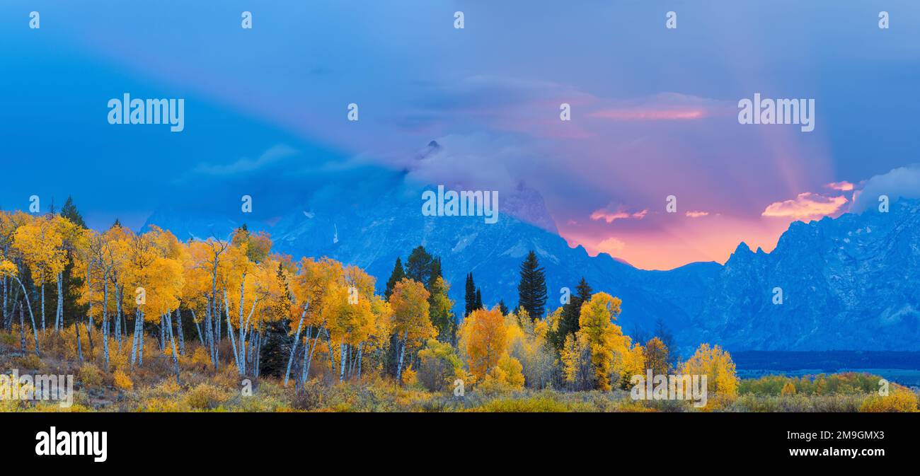 Aspen tree forest in autumn at sunset and Teton Range, Grand Teton ...