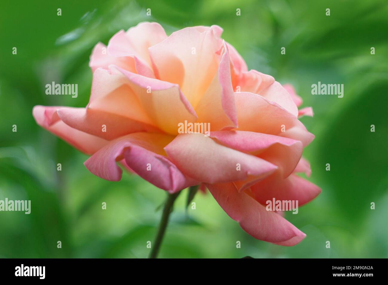 A beautiful light pink rose in a garden Stock Photo - Alamy