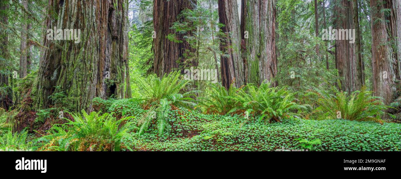 Landscape with green sequoia tree forest with ferns, Prairie Creek ...