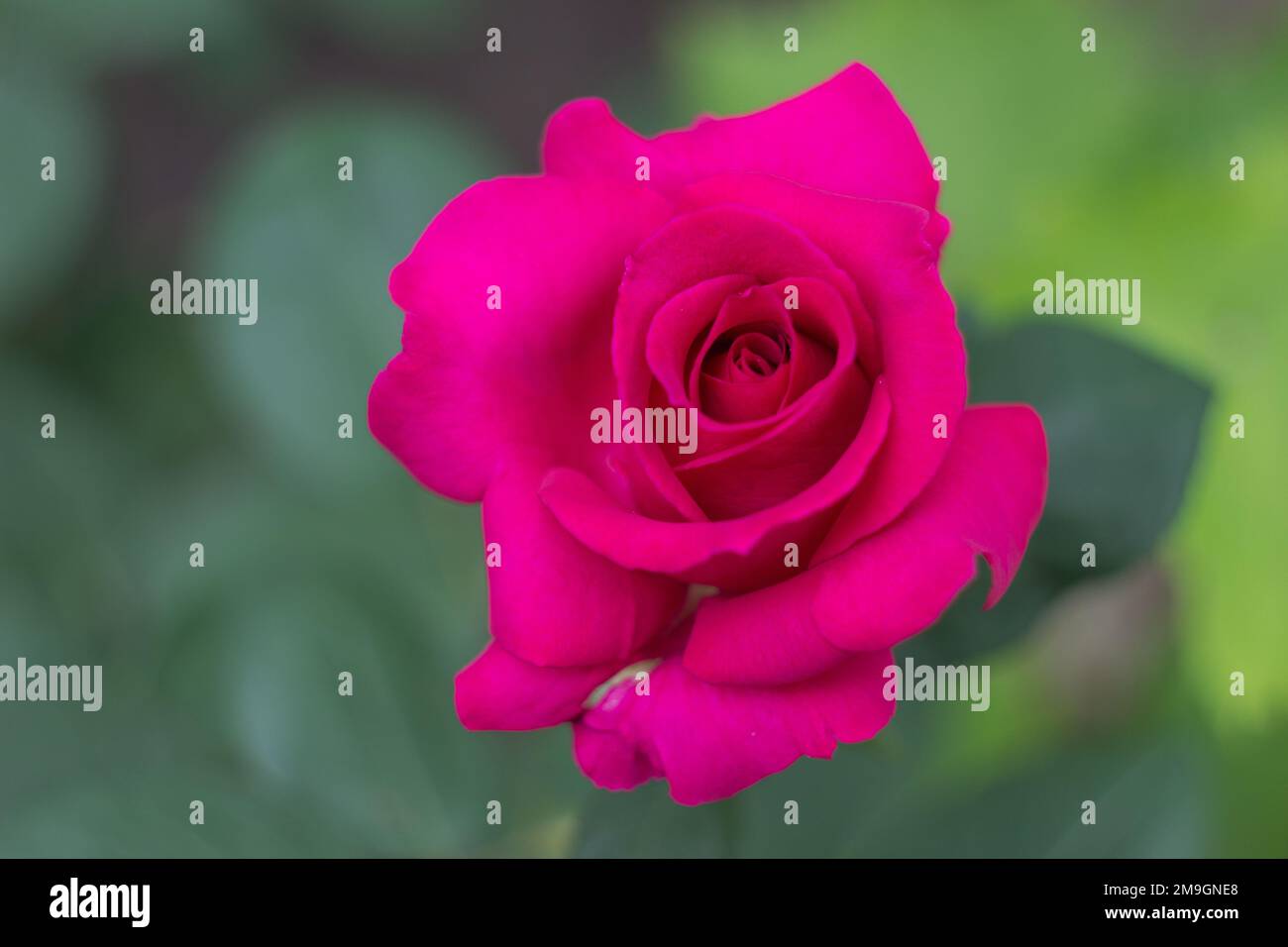 Dark pink rose hi-res stock photography and images - Alamy
