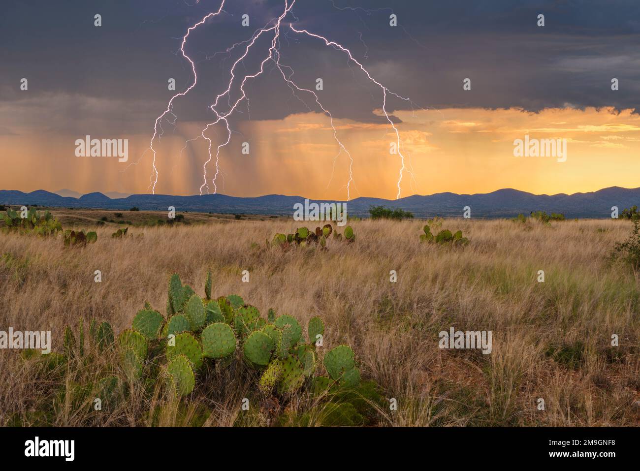 Sonoran Desert Lightning