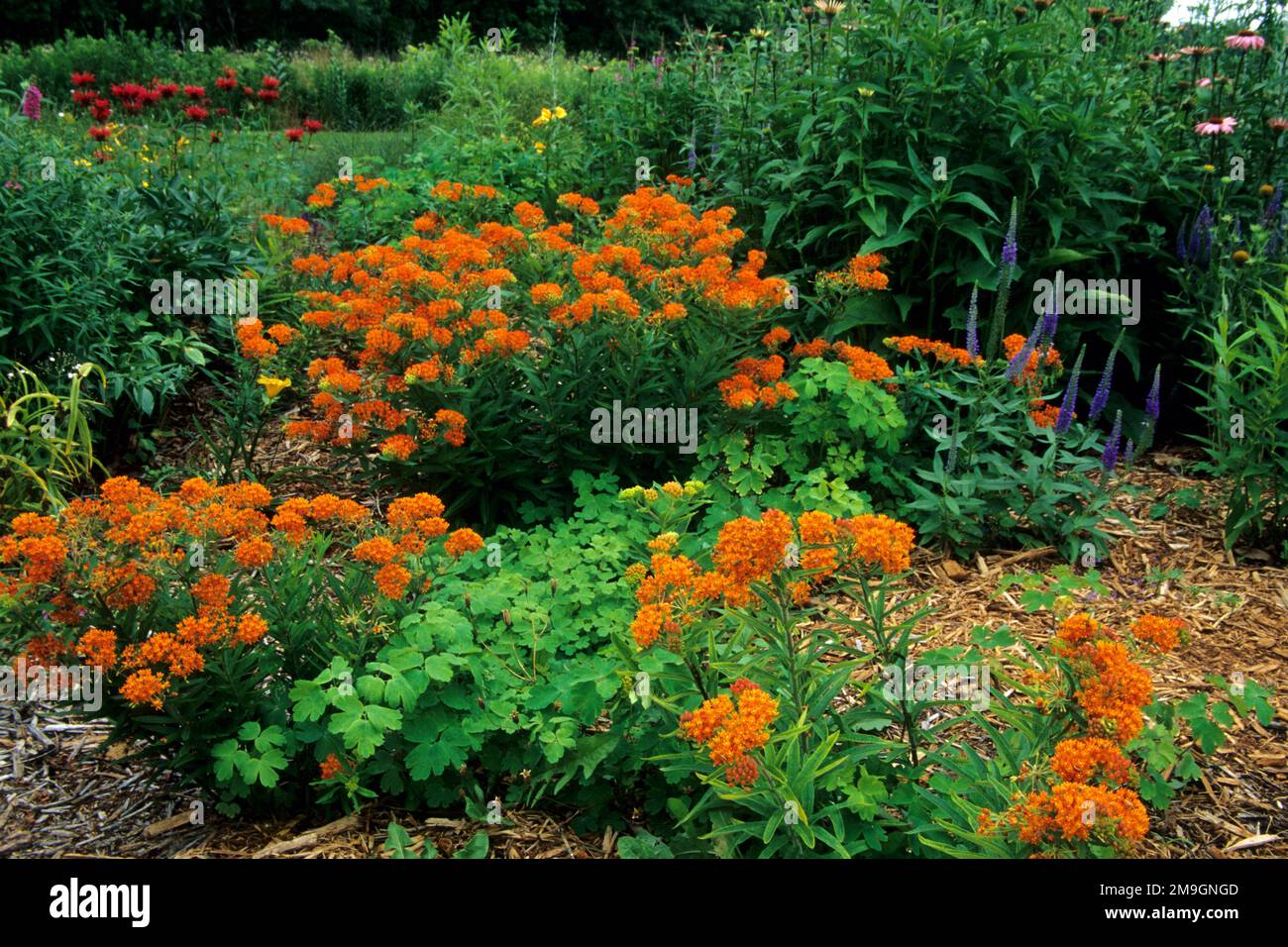 63821-05607 Butterfly Milkweed (Asclepias tuberosa), Red Bee Balm ...