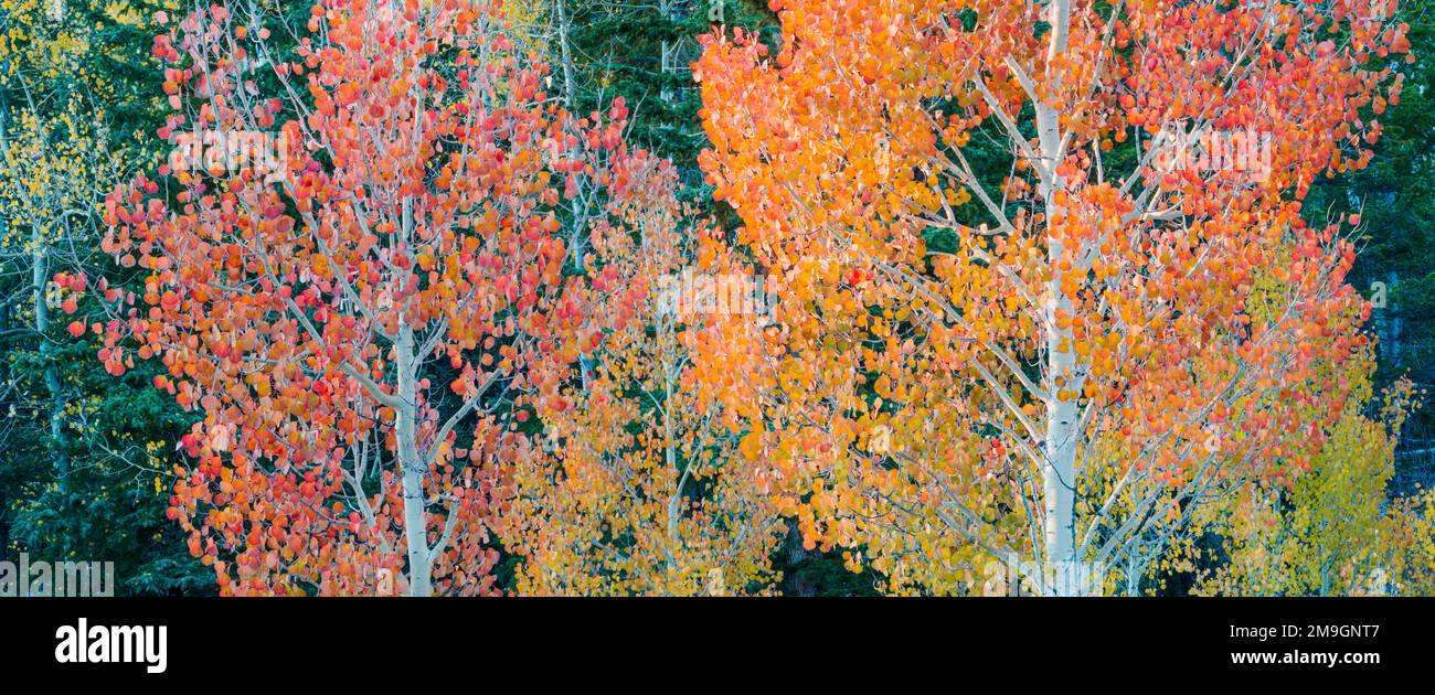 Landscape with aspen trees (Populus tremuloides) in autumn, Dixie ...