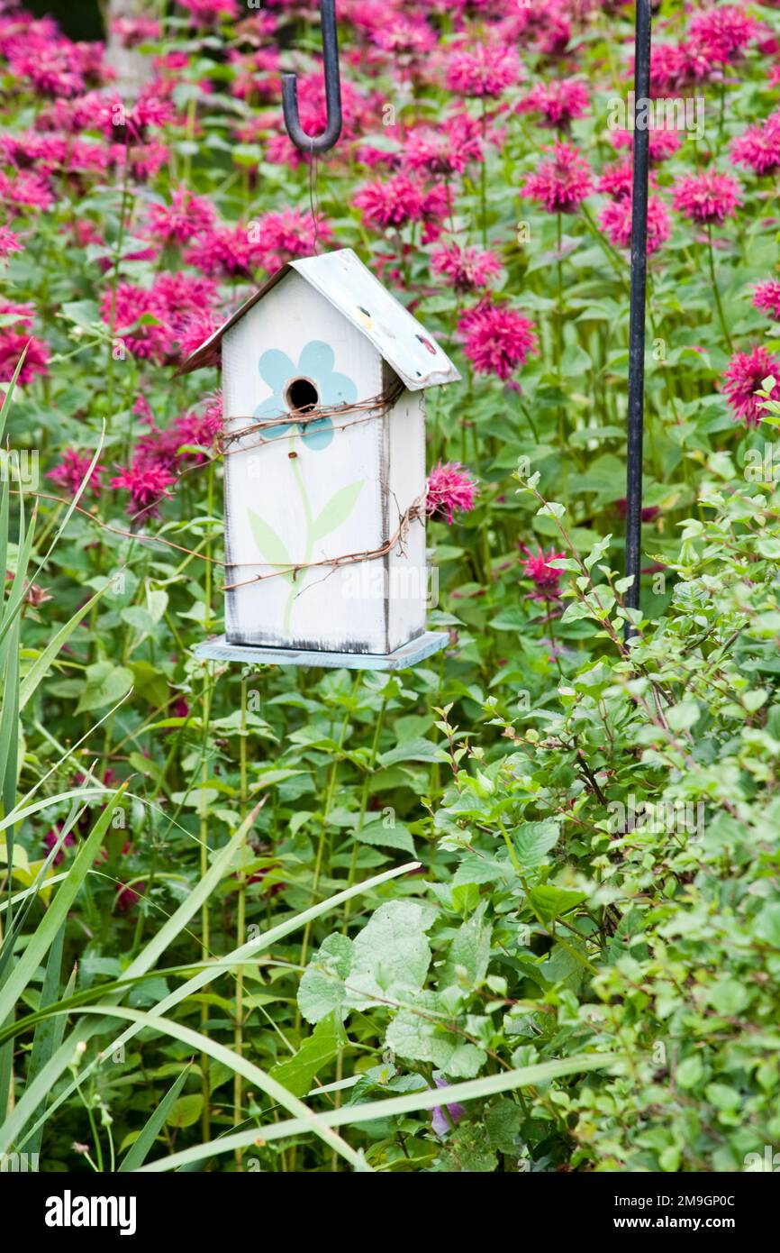 63821-207.05 Birdhouse in garden with Raspberry Wine Bee Balm (Monarda ...