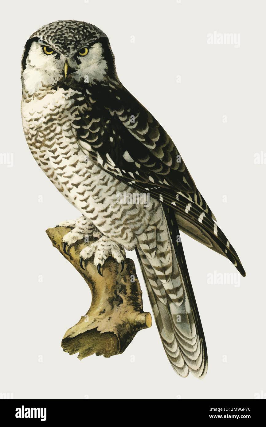 Vector northern hawk owl bird hand drawn Stock Vector Image & Art - Alamy
