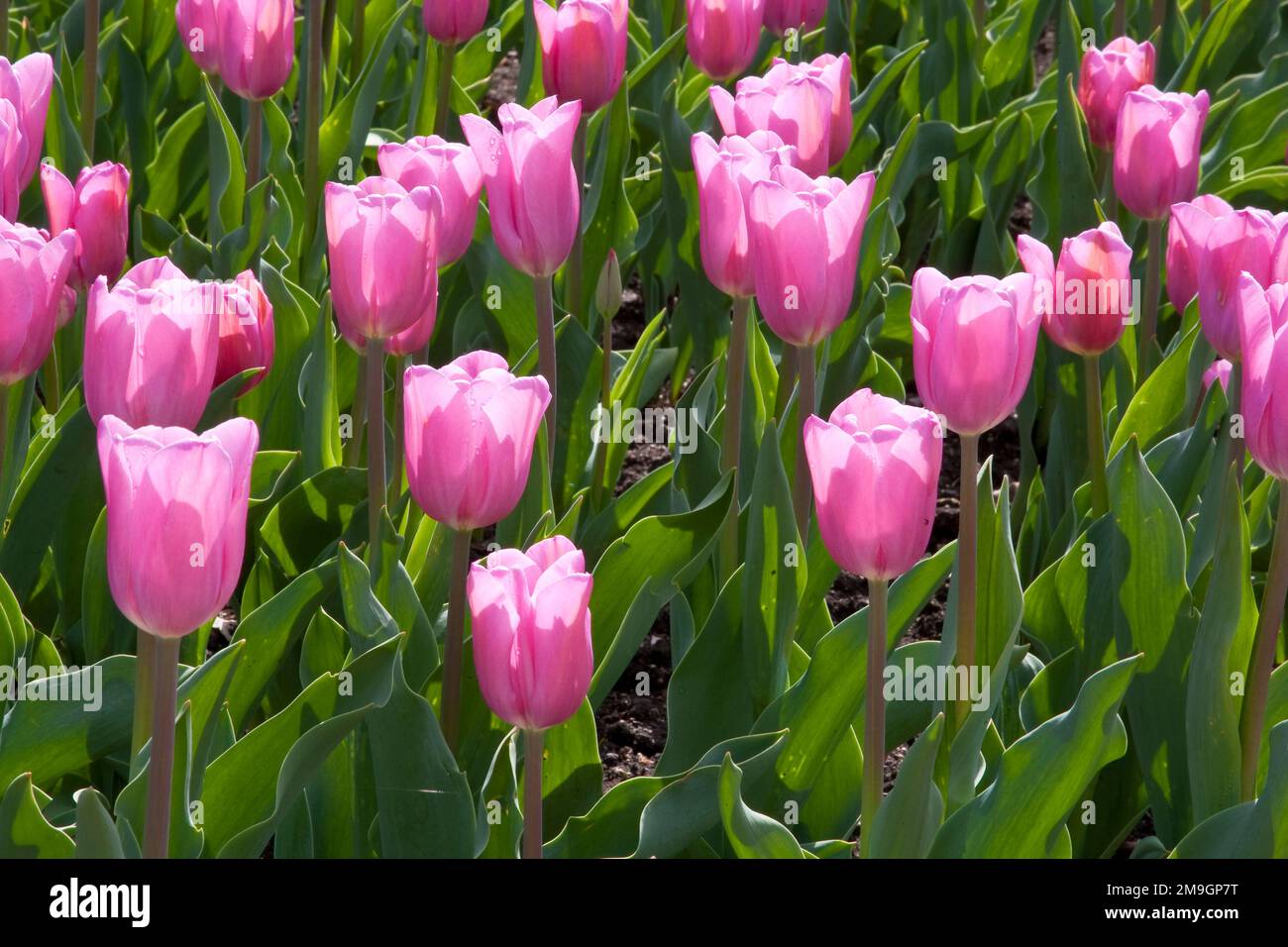 Pink mistress tulip garden hi-res stock photography and images - Alamy
