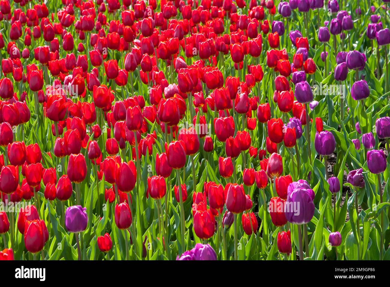 Tulip cassini hi-res stock photography and images - Alamy