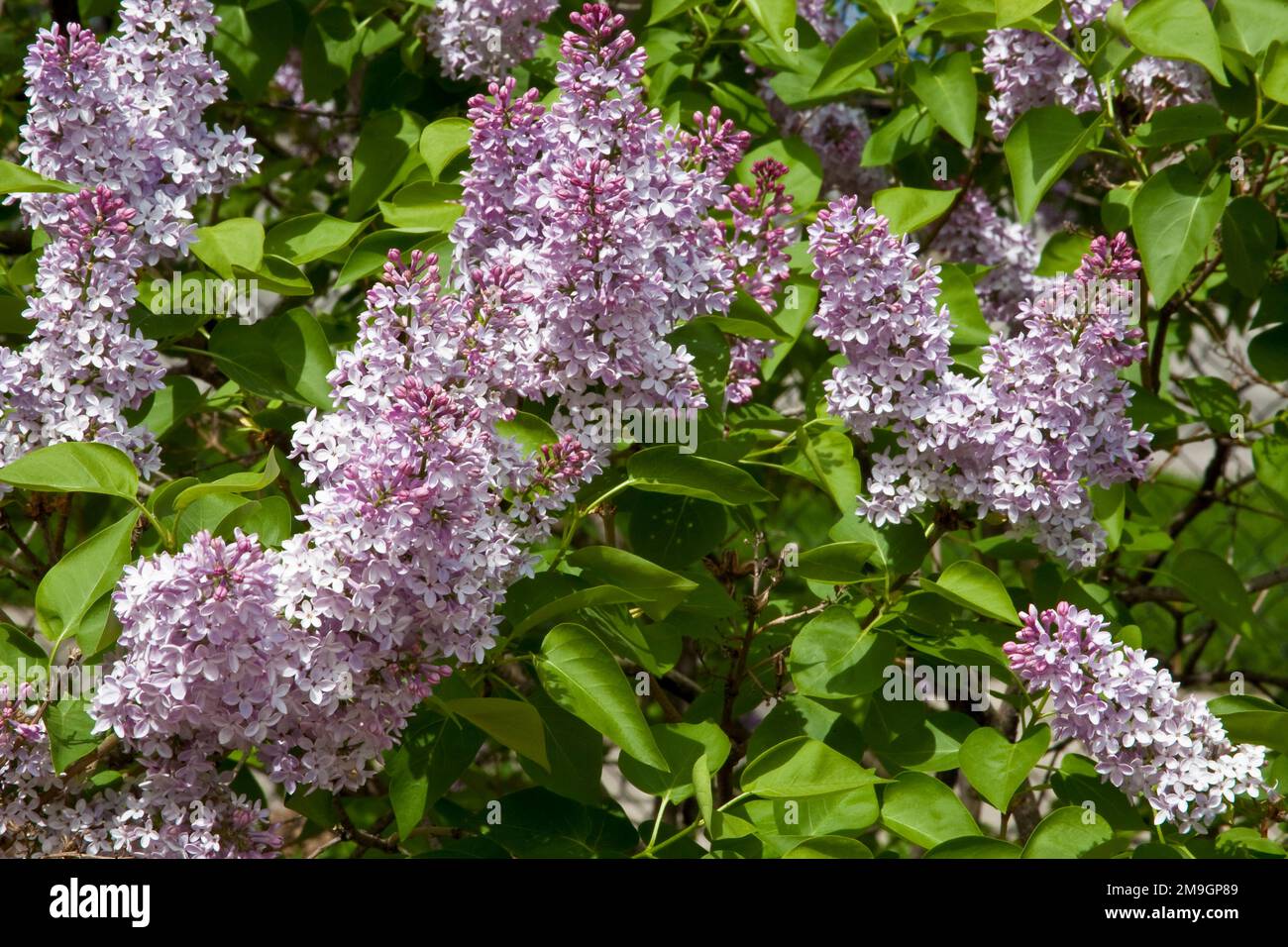 21518 hi-res stock photography and images - Alamy