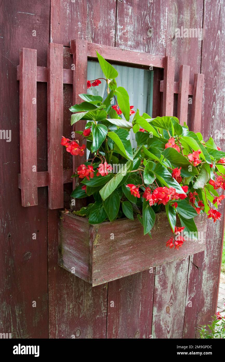 63821-22103 Window Box planter with Red Dragon Wing Begonias (Begonia x ...