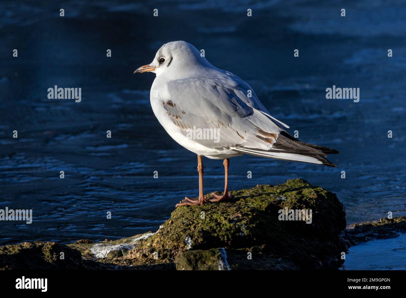 Independent behaviour hi-res stock photography and images - Alamy