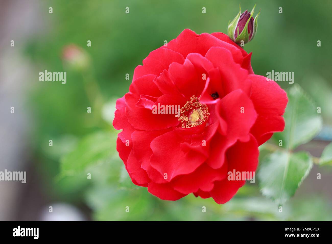 Climbing red rose hi-res stock photography and images - Alamy