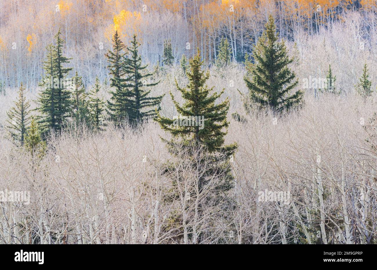 Aspen tree (Populus tremuloides) forest in autumn, Boulder Mountain ...
