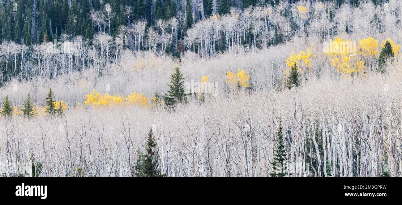 Aspen tree (Populus tremuloides) forest in autumn, Boulder Mountain ...