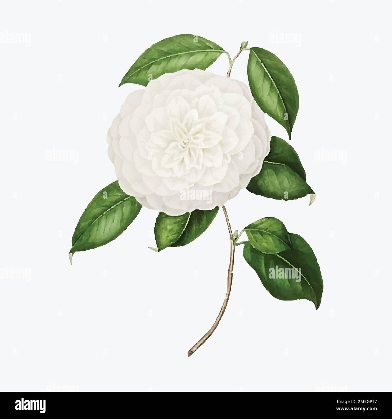 White shrub bloom Stock Vector Images - Alamy