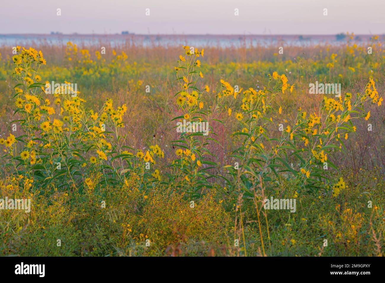 Illinois prairie wildflowers hi-res stock photography and images - Alamy