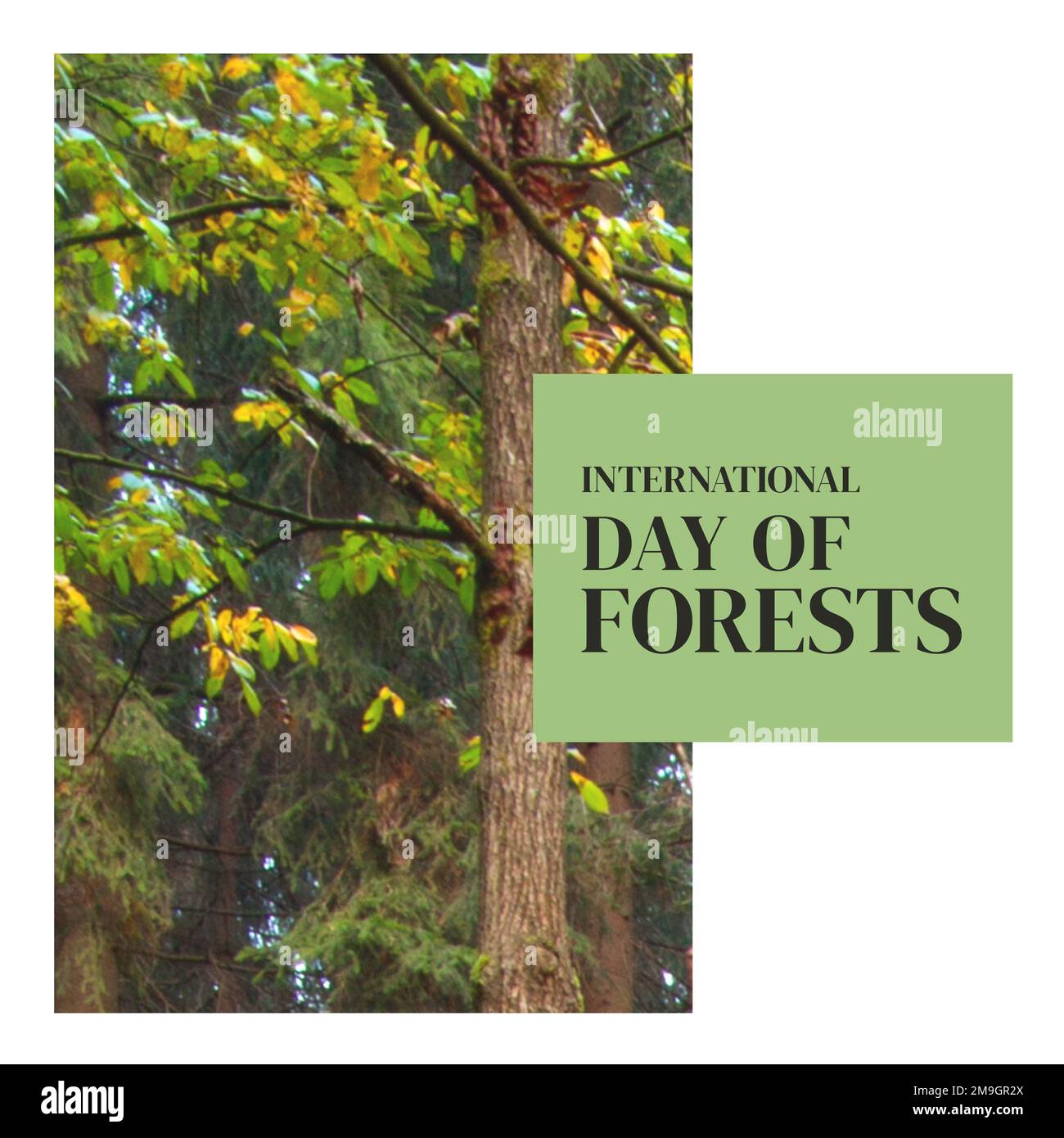 Composition of international day of forests text over forest on white ...