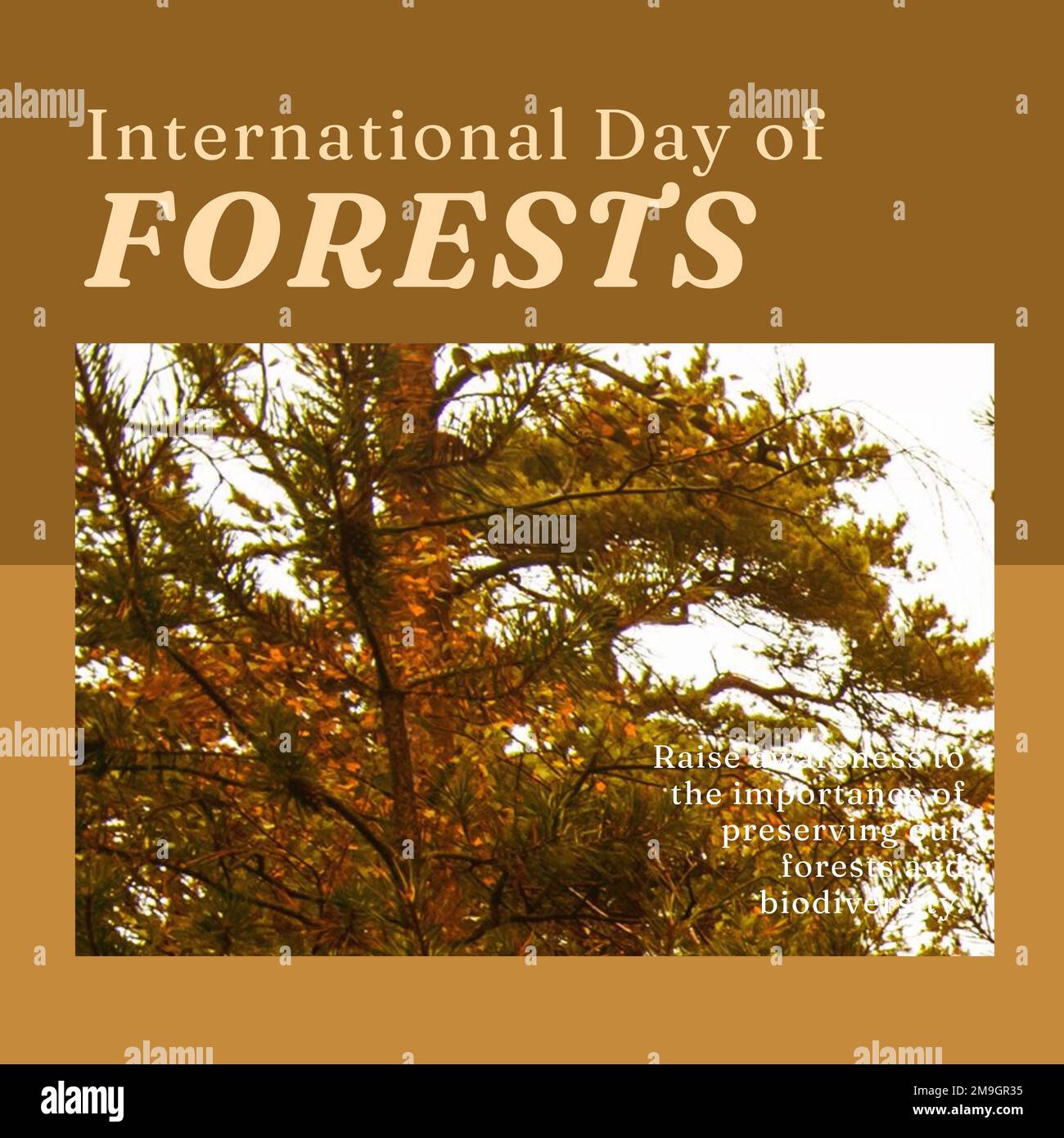Composition of international day of forests text over forest on brown ...