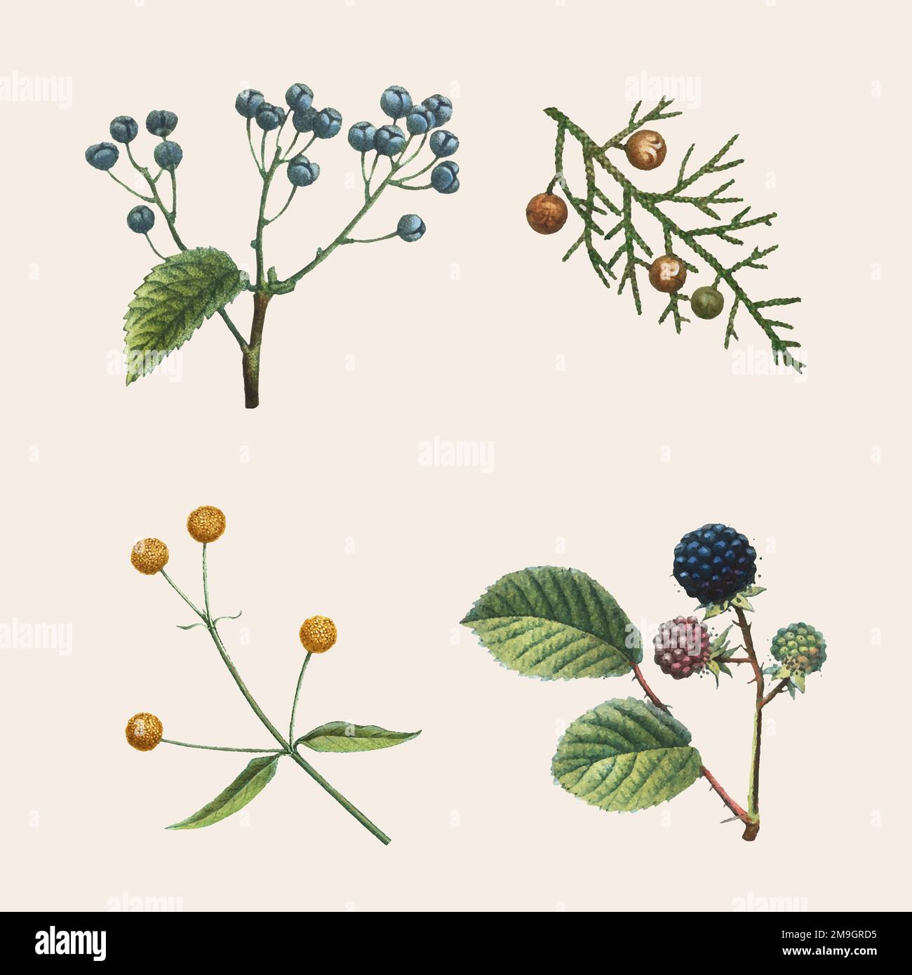 Vintage botanical vector set hand drawn illustration Stock Vector Image ...