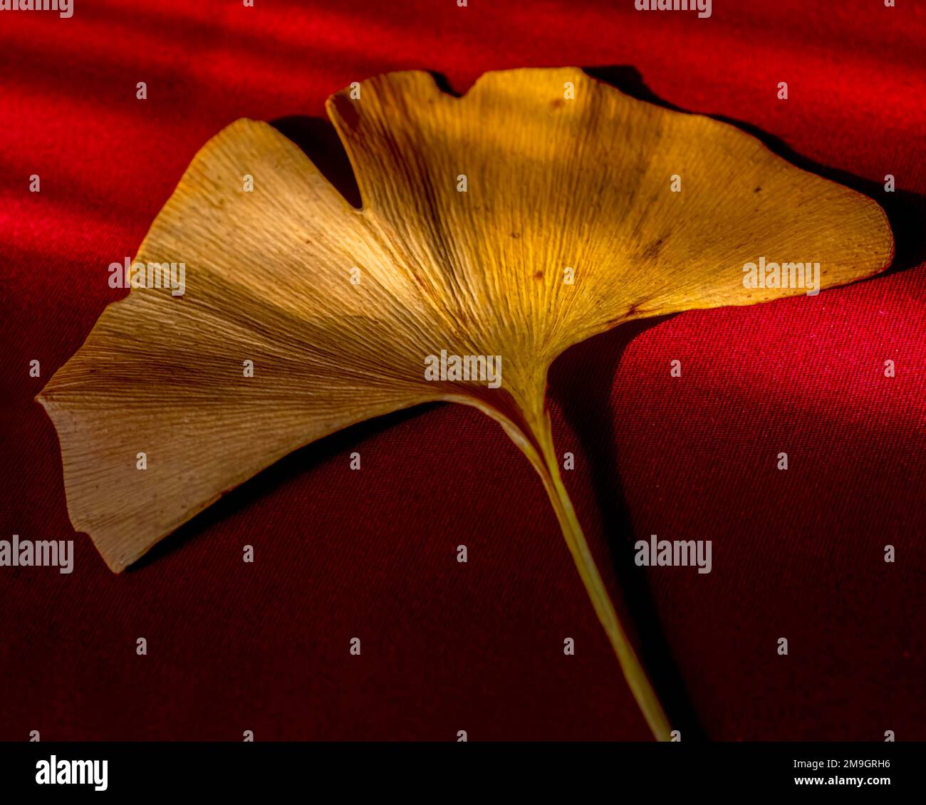 Chinese ginko hi-res stock photography and images - Alamy